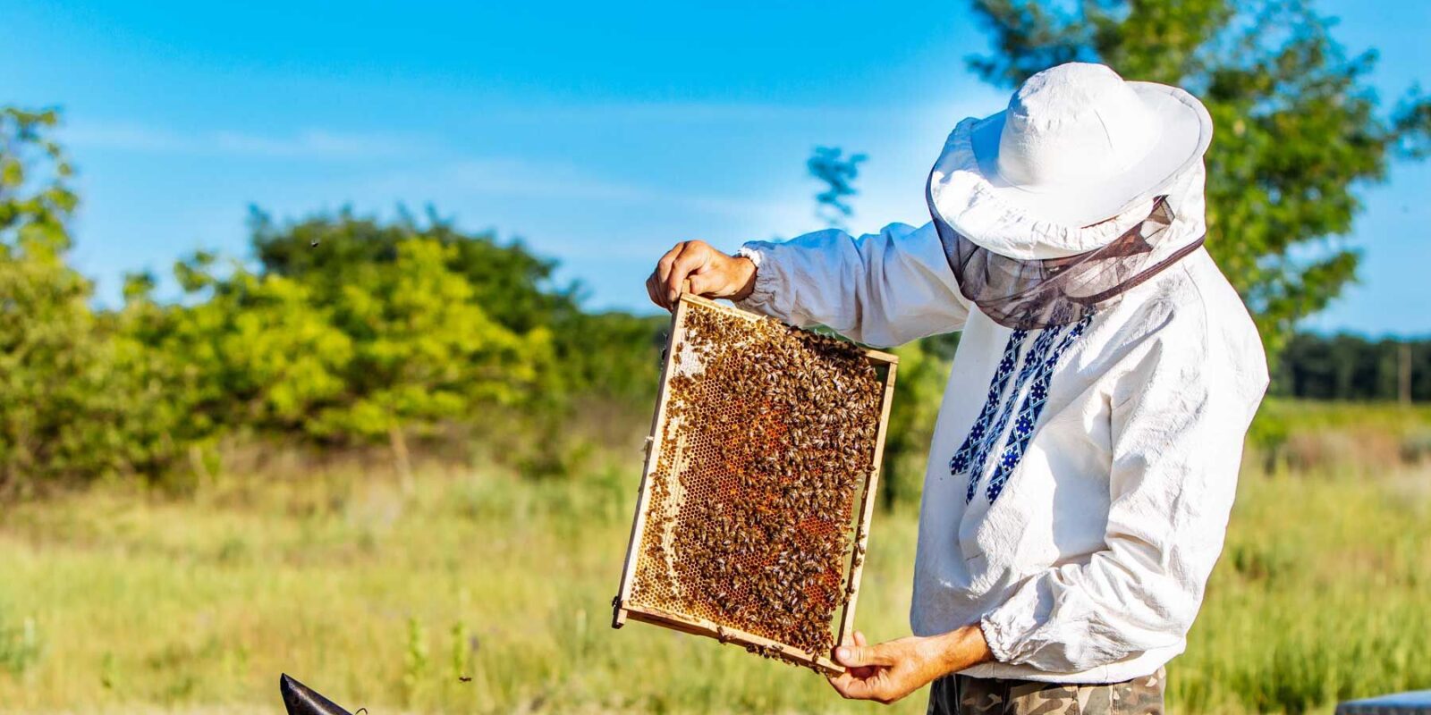 Zambian beekeepers struggle as high government fees reportedly stall ...