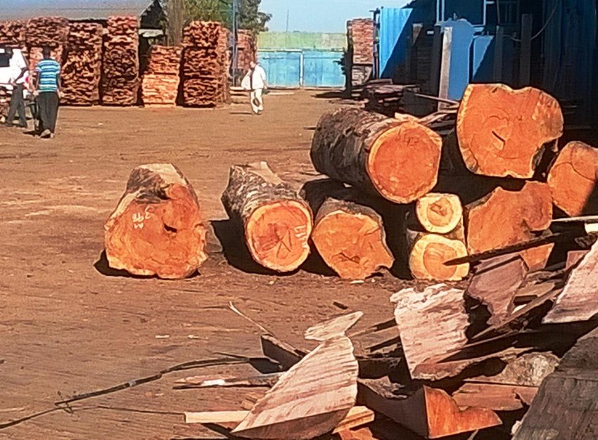 ZAFOSA calls for stronger support to boost timber industry amid low ...