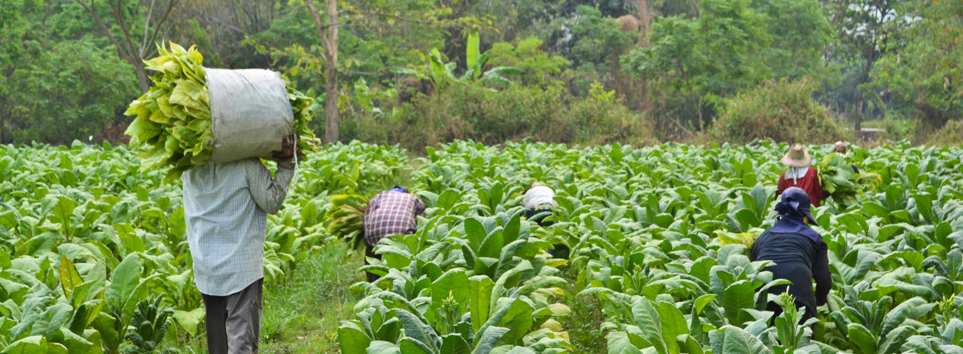 At 79 out of 90 countries, Zambia ranks poorly in global tobacco ...