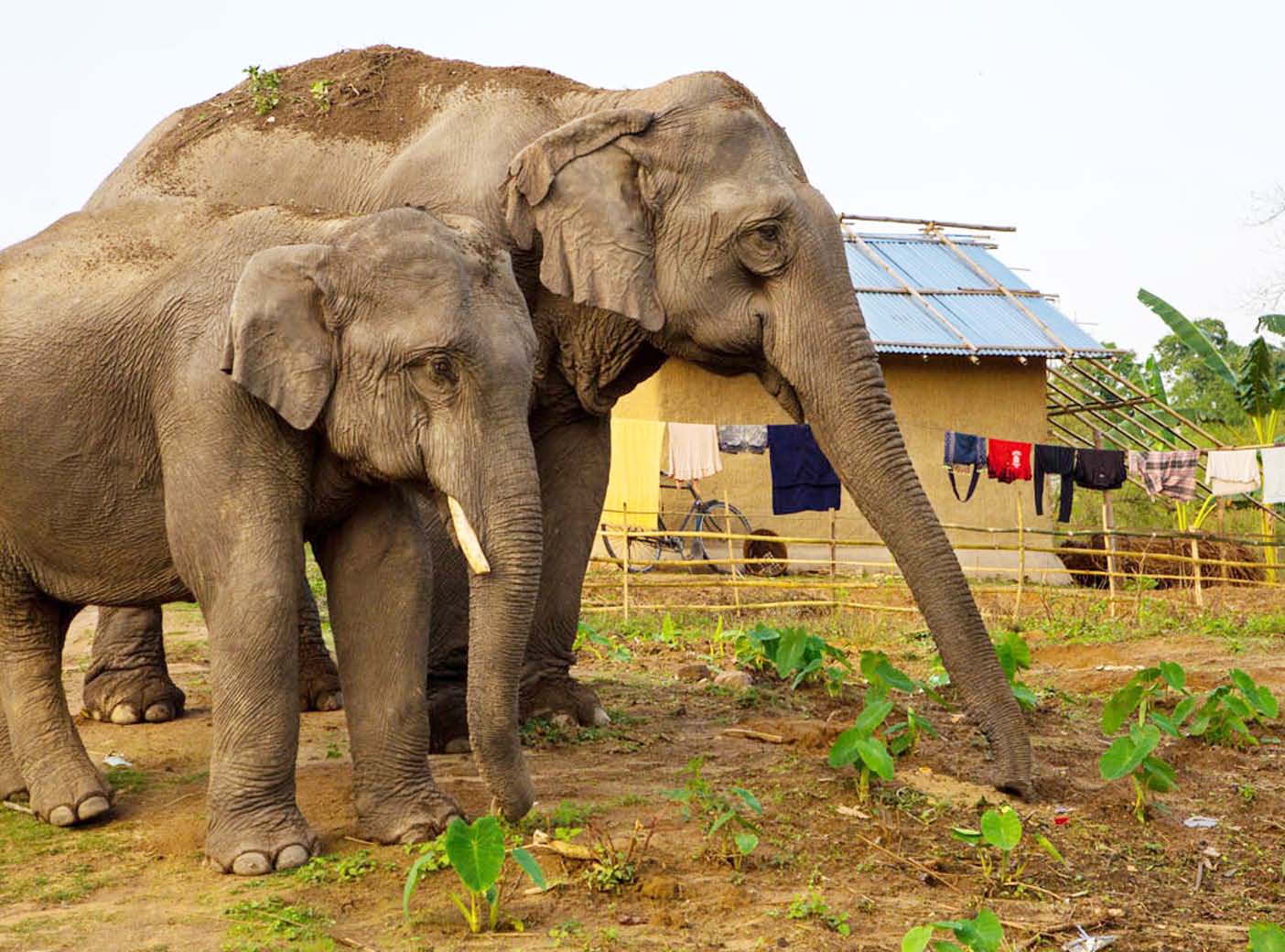 Govt raises the alarm over rising human-wildlife conflict, four ...