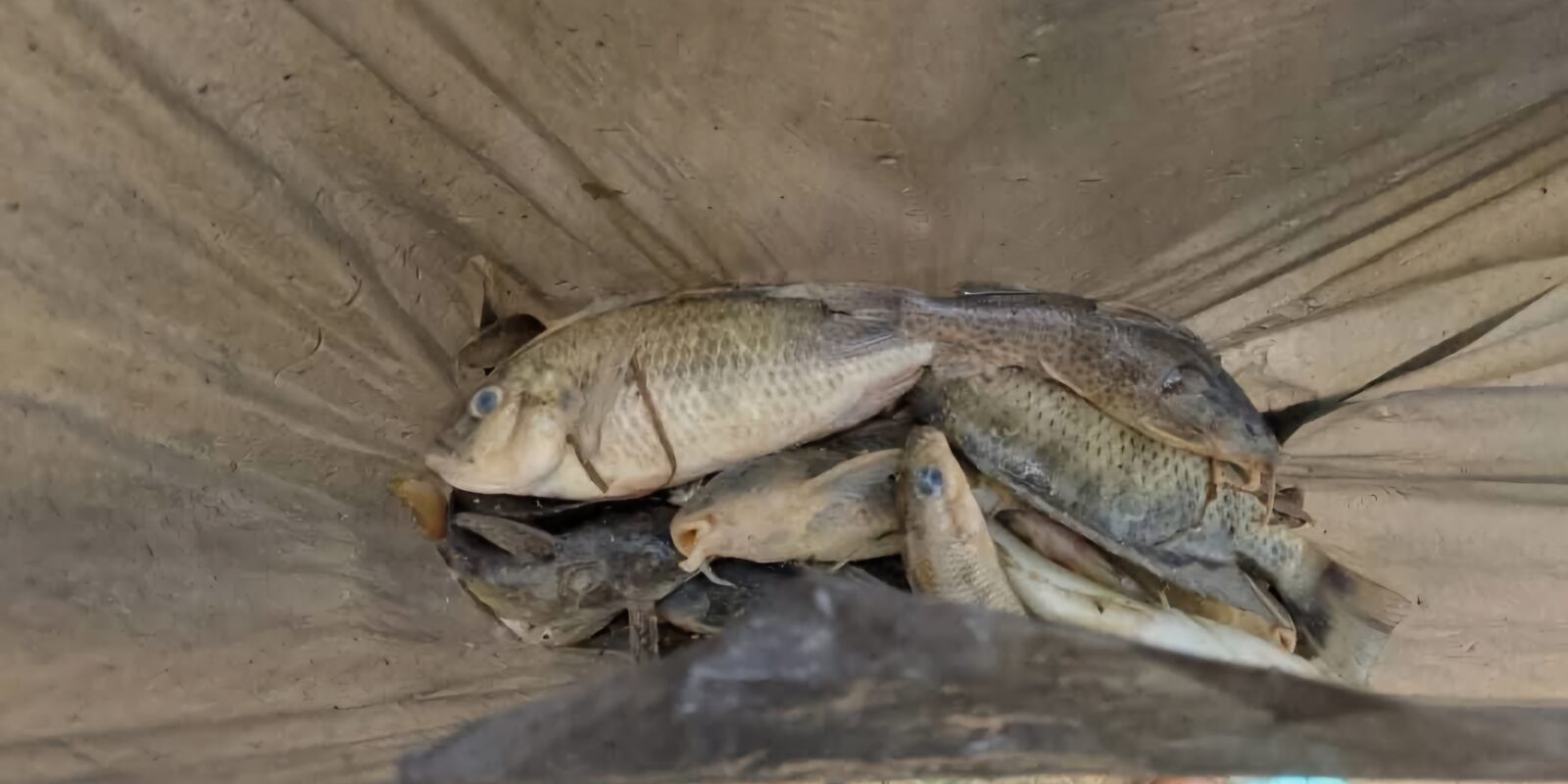 Danger! Zambia issues health alert over consuming fish from Kafue River ...