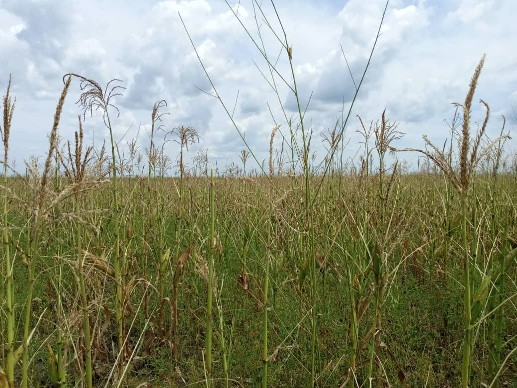 Locust infestation threatens over 2,000 hectares of maize in Western ...