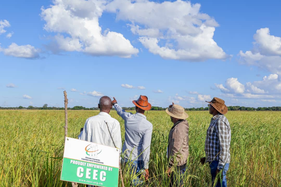 Govt plans first rice processing plant in western province | Zambia Monitor