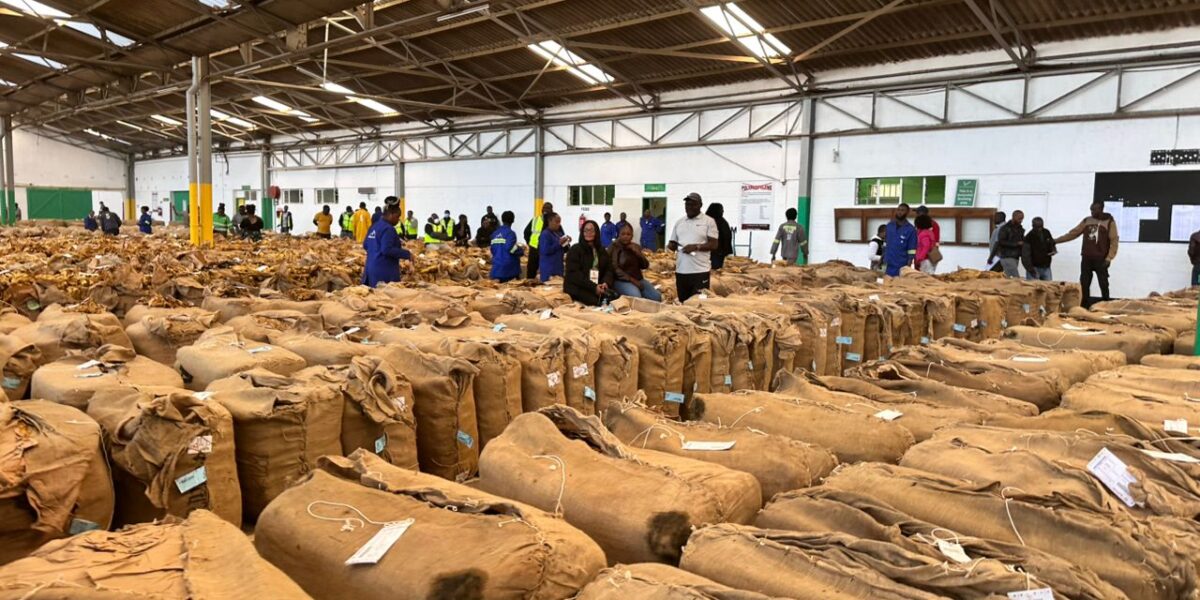 Tobacco production may hit 80 million kilogrammes in 2025, up from 44 ...