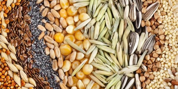 Zambia reportedly produces 178,000 tonnes of maize seed in 2025 ...