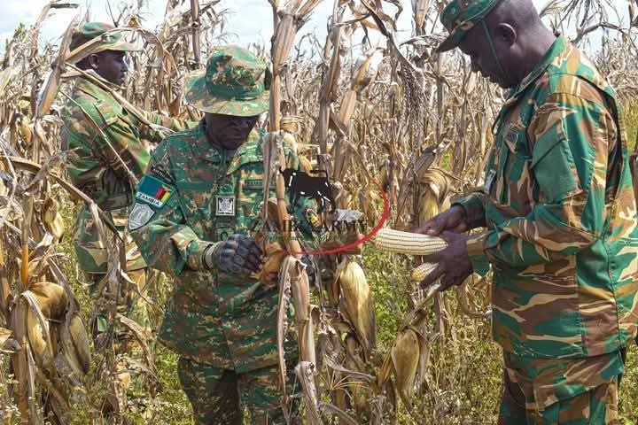 Zambia Defence Force cultivates 3,967 hectares of land, targets 29,600 ...