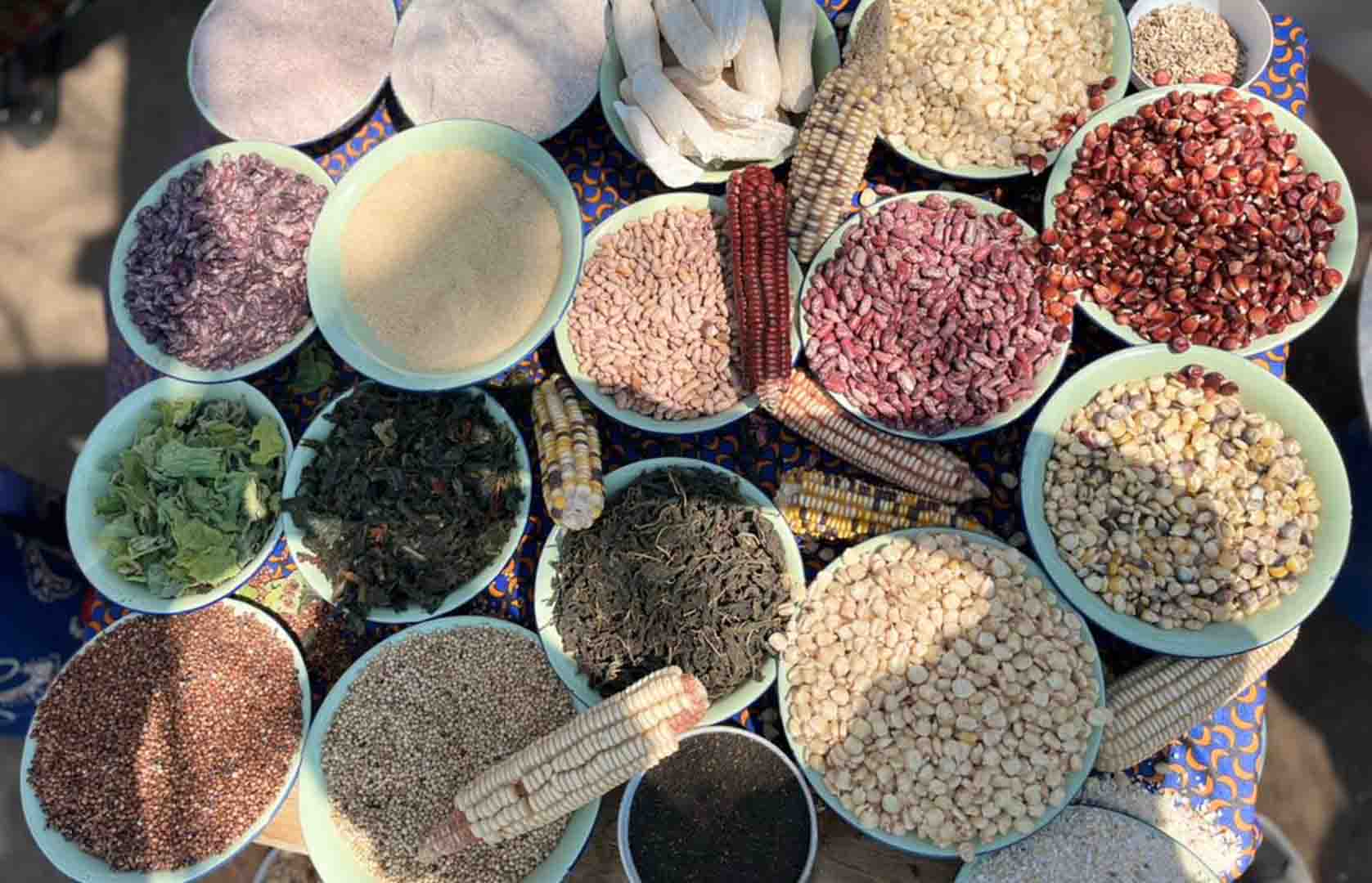 President Hichilema says maize seed exports doubled, hit 53,000 metric ...