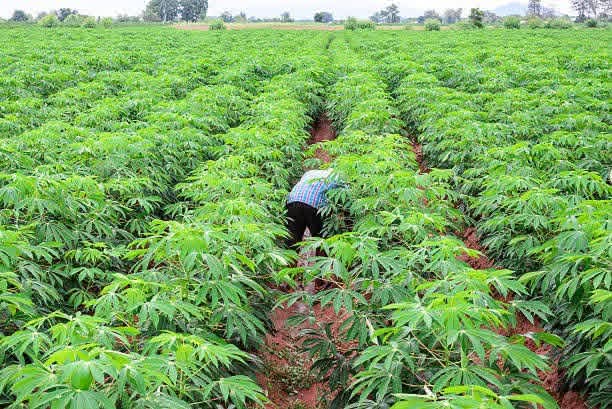 Luapula leads Zambia with 1.23m tonnes projected cassava output ...
